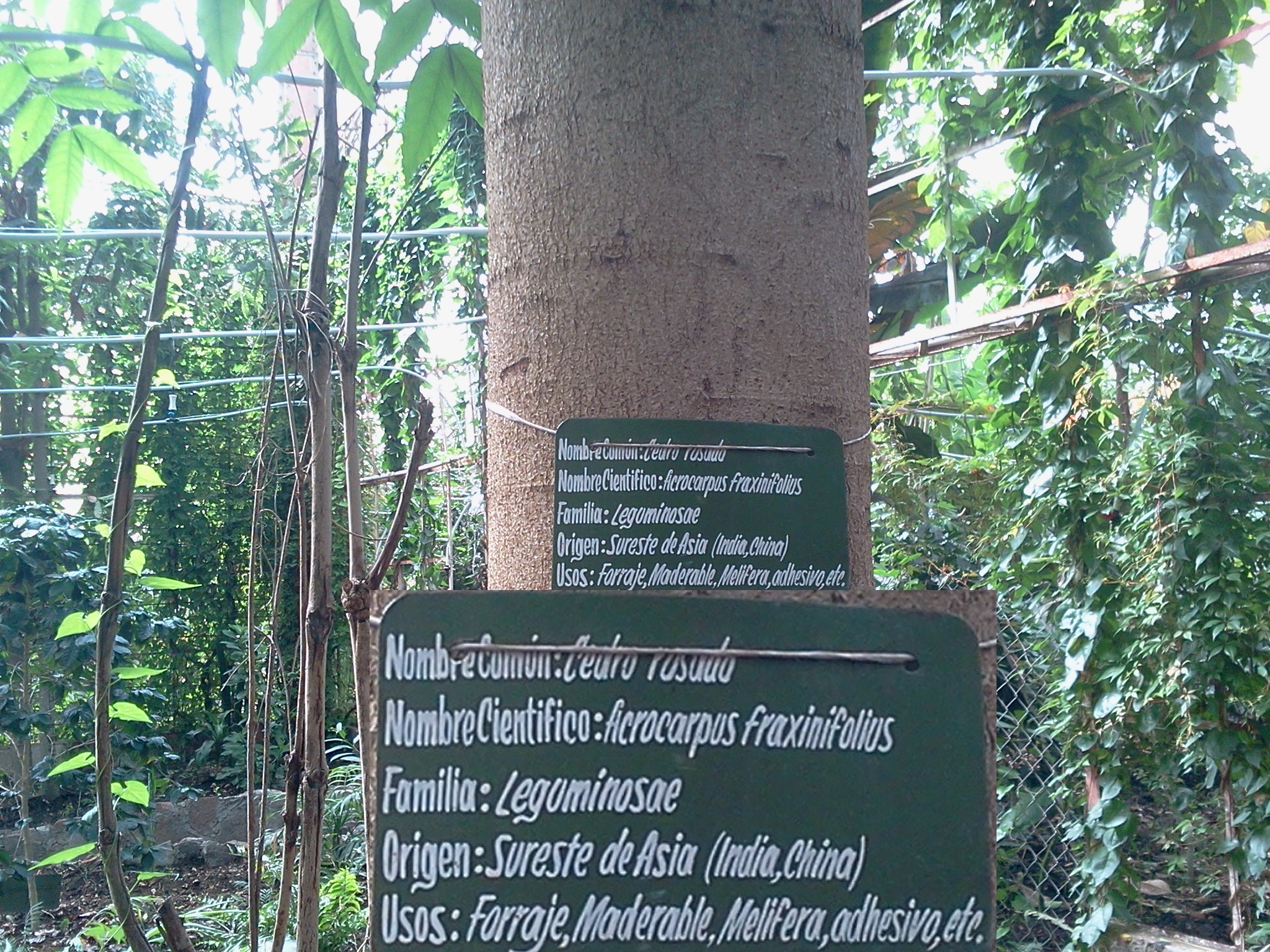 EPIDOMETRIA: Cedro rosado en Chapingo.