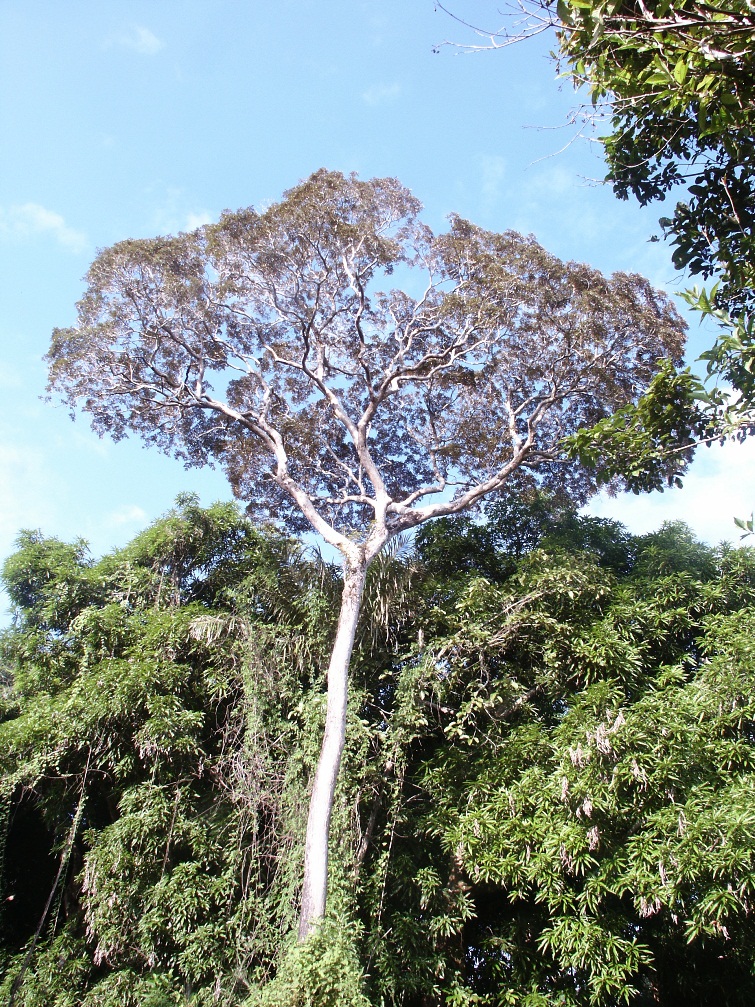PATRIMÔNIO TRADICIONAL: CURURUPU: uma breve história
