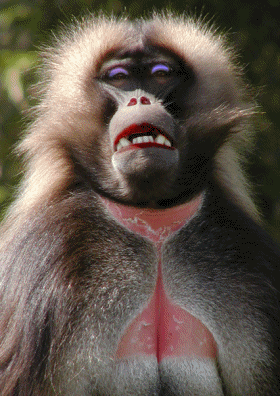 30 gifs animados con humor