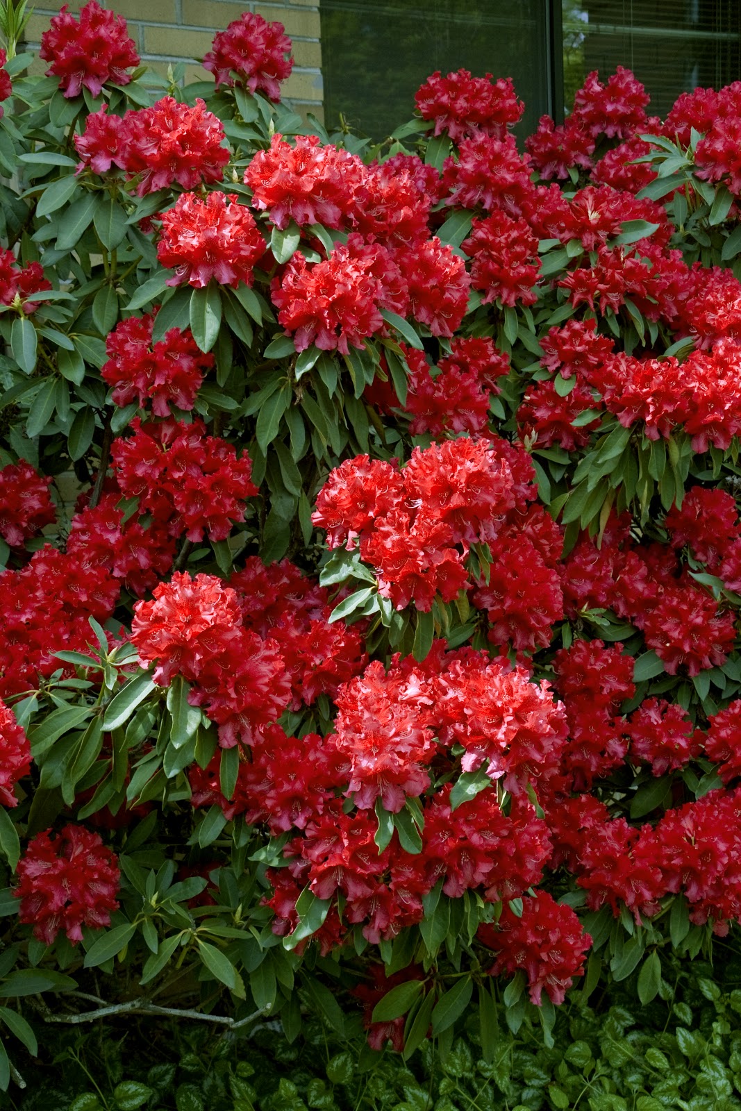 Valley View Nursery Blog: Beautiful Blooming Rhododendrons AKA Eye Candy!!