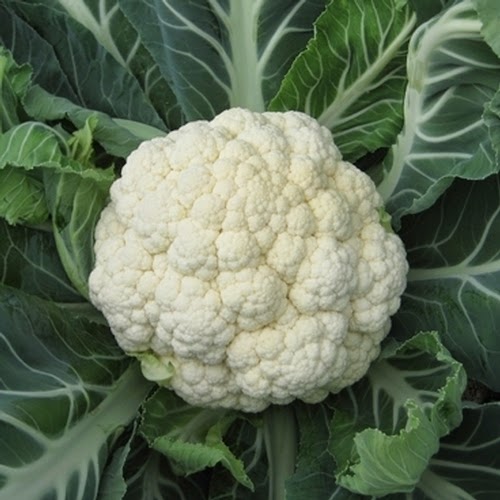 Bertanam Kubis Bunga/ Bunga Kol (CauliFlower/ Brassica Oleracea L ...