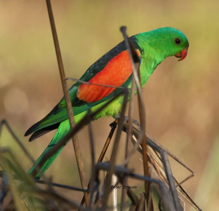 Tierra de papagayos, loros, cacatuas, pericos, cotorras y guacamayos ...