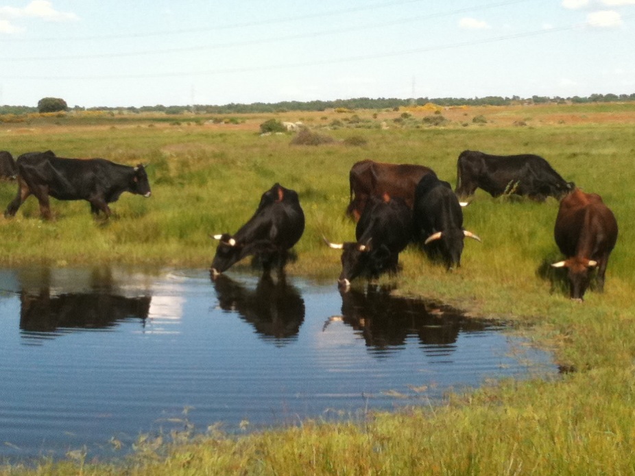 En Sayago: vaca sayaguesa