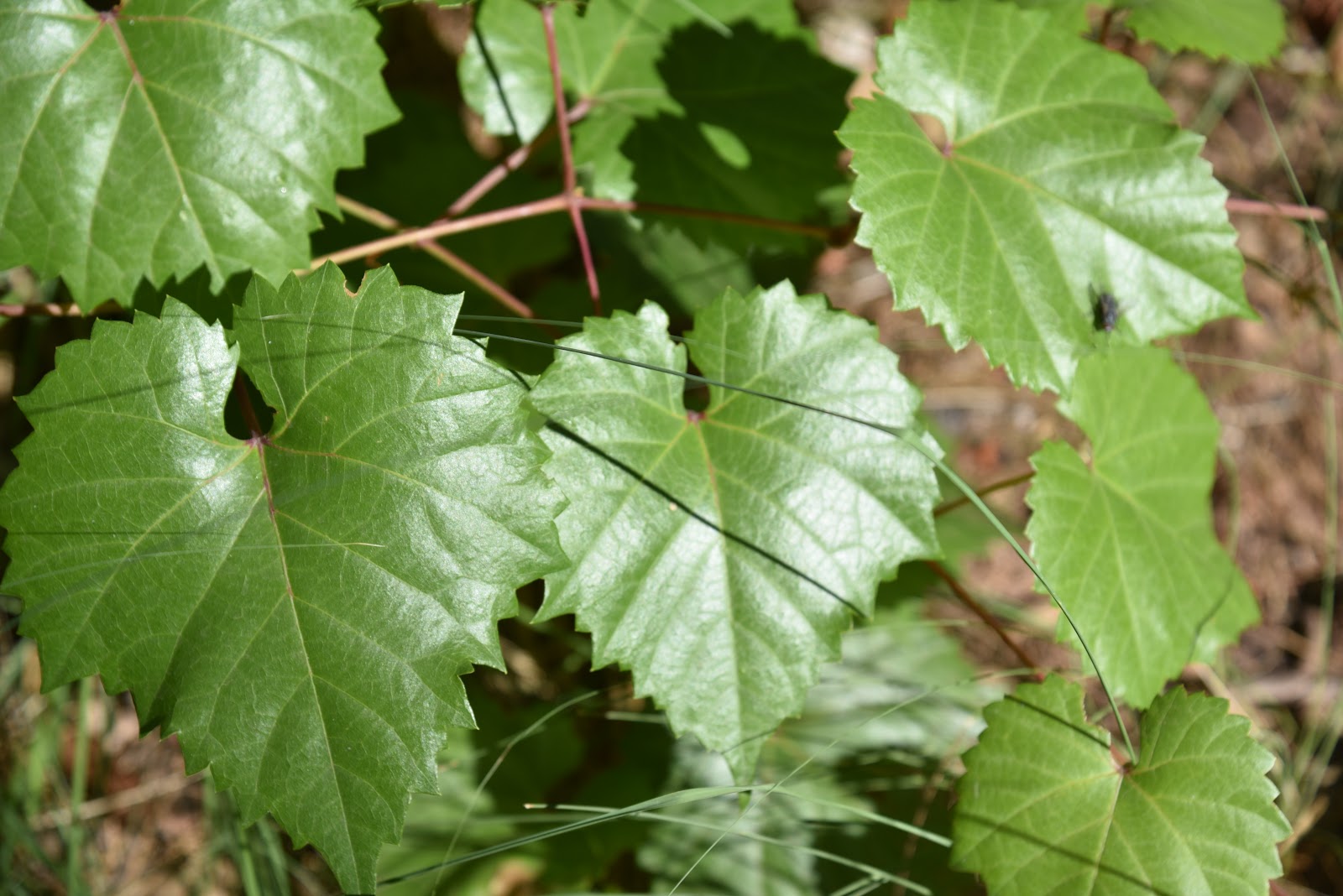 Arizona Hiking: See Spring