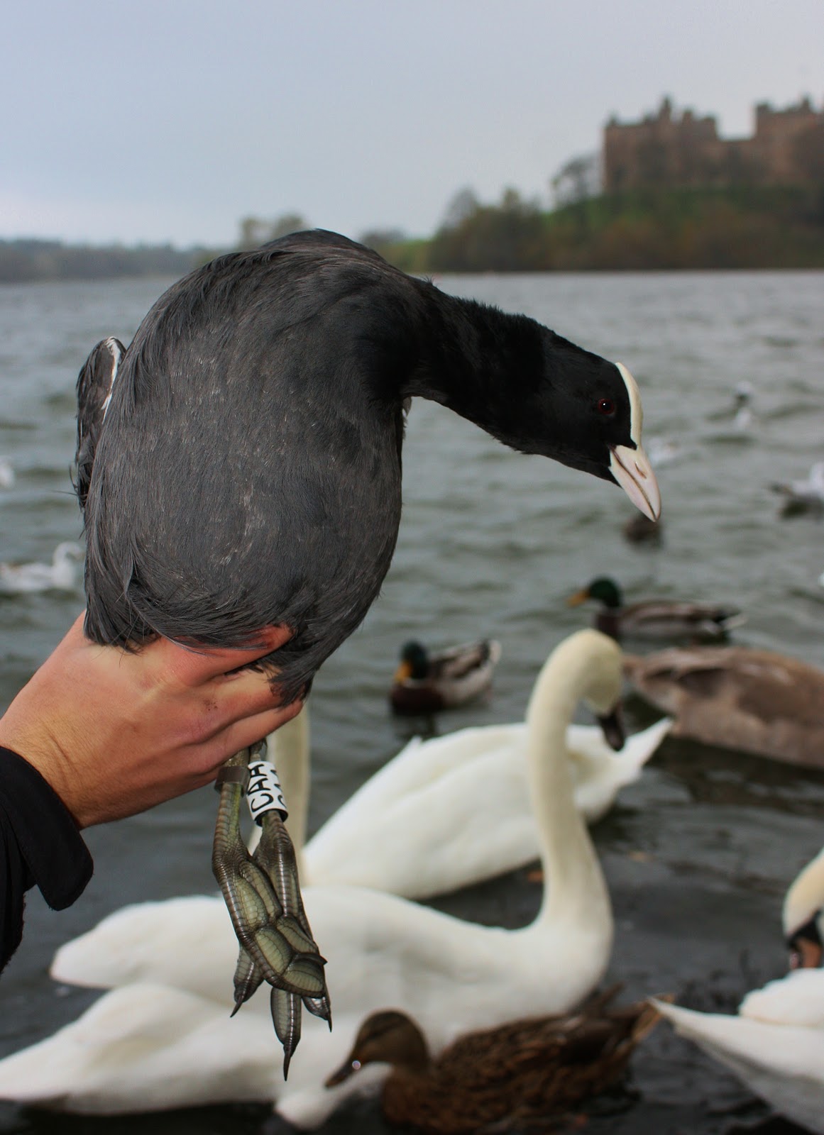 Gillian Dinsmore’s Bird Ringing Blog: Introducing The New Scottish Team ...