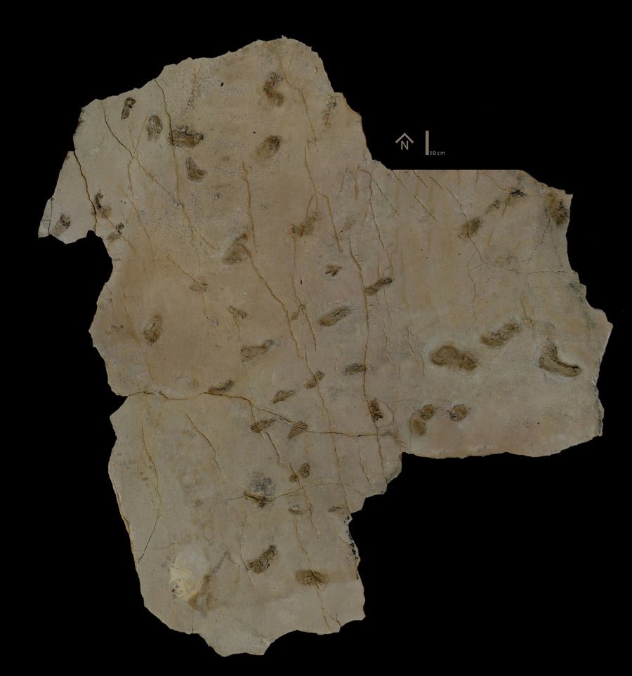 The birth of Modern Man: Cretan Footprints Challenge Darwin’s Out of ...