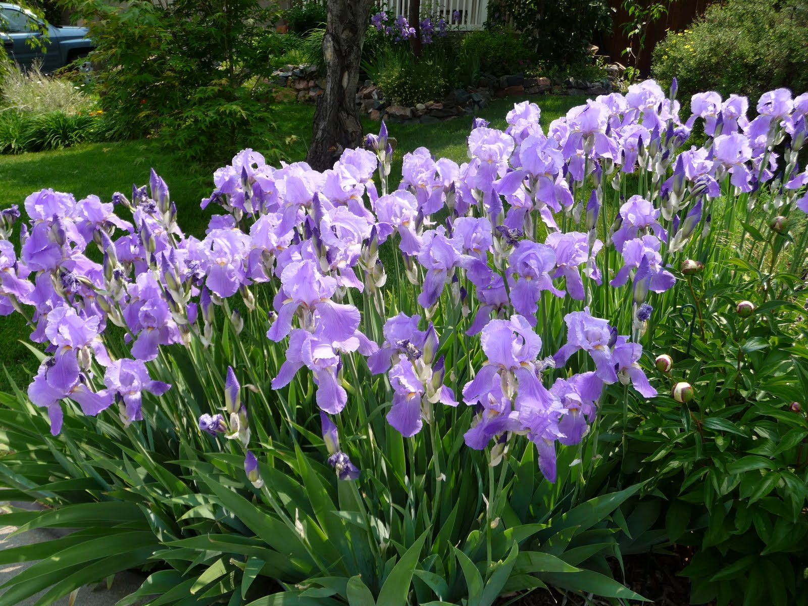 Lori's Garden: The Fantastic Double Bearded Iris