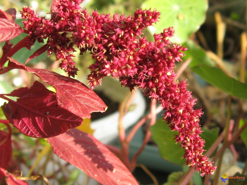 Nós, os Cachorros - No Japão: Plantas que curam: AMARANTA - Amaranthus ...