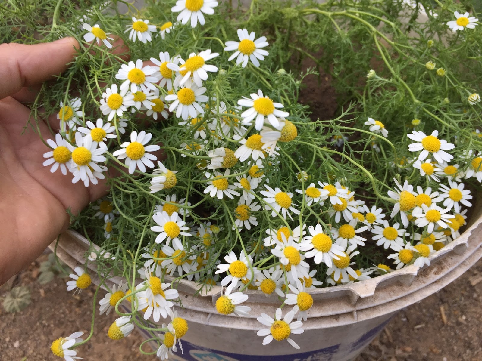 How to Grow Chamomile