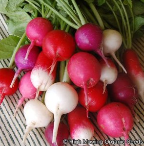 The Grow Room: New 2014 Seeds Are In!