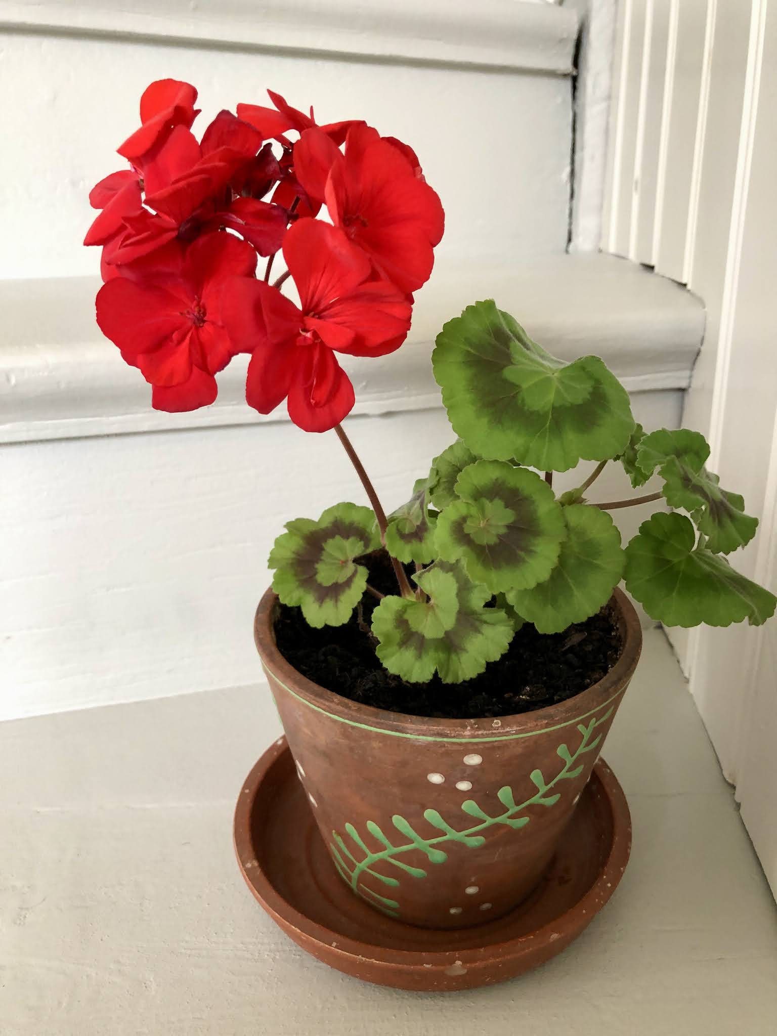 Vit Hortensia: Tomteröd pelargon