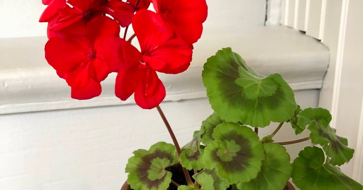 Vit Hortensia: Tomteröd pelargon