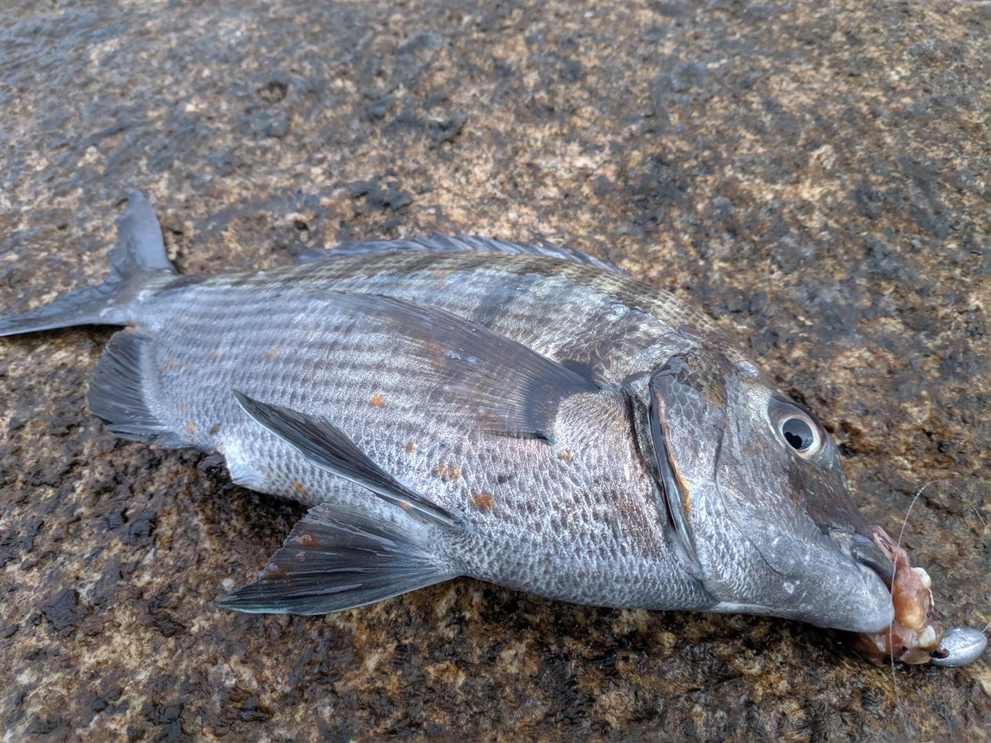 Pesca em Viana: Pesca aos Sargos - Poucos, mas Bons!