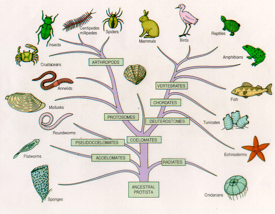 Animal Kingdom Tree Diagram