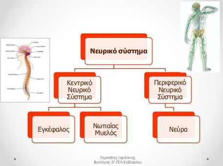 ΑΓΆΠΗ ΓΙΑ ΖΩH: ΣΚΛΗΡΥΝΣΗ ΚΑΤΑ ΠΛΑΚΑΣ ΚΑΙ ΥΓΕΙΑ