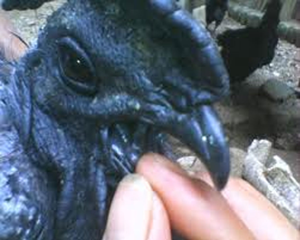 Delta: Raising Chickens Cemani