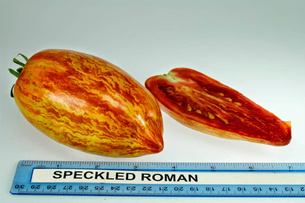 Tarım Siteniz: Benekli Roma Domatesi (Speckled Roman Tomatoes)