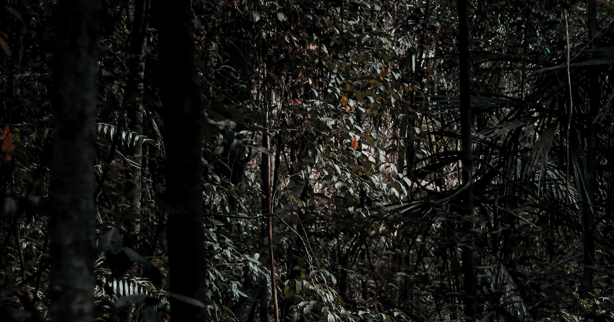 Ti-Jean and His Brothers (Prologue) Study Questions