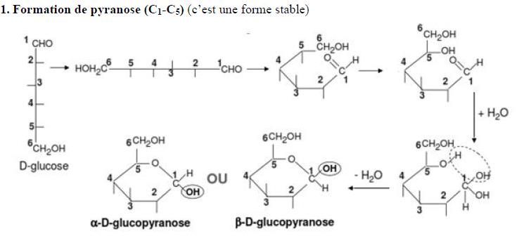 les oses (Continuer...) | iLoveSnv