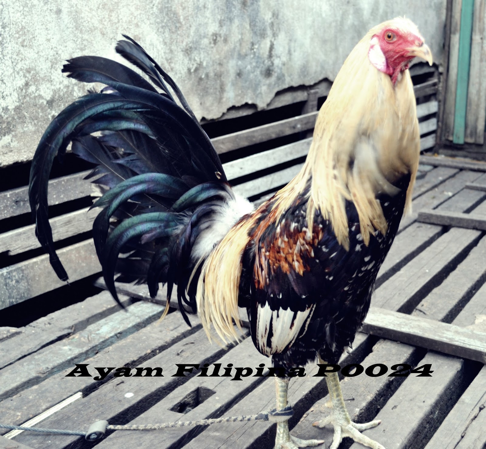 AYAM FILIPINA: 2015