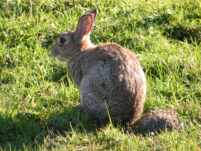 Norfolk Wildlife Trust: 100 Species, Number 4: Rabbit, rabbit, rabbit!