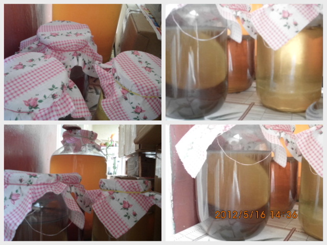 CIUPERCA KOMBUCHA: CIUPERCA KOMBUCHA