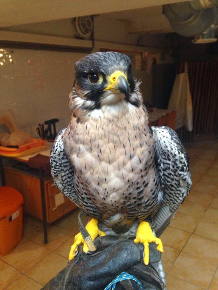 Kosice Vet Student Journey: Peregrine Falcon with Bumblefoot