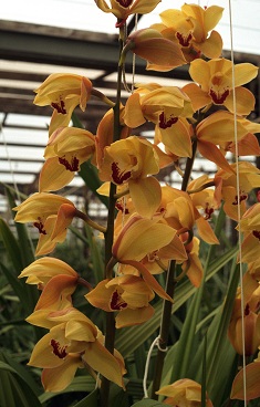 Cymbidiums: Varieties