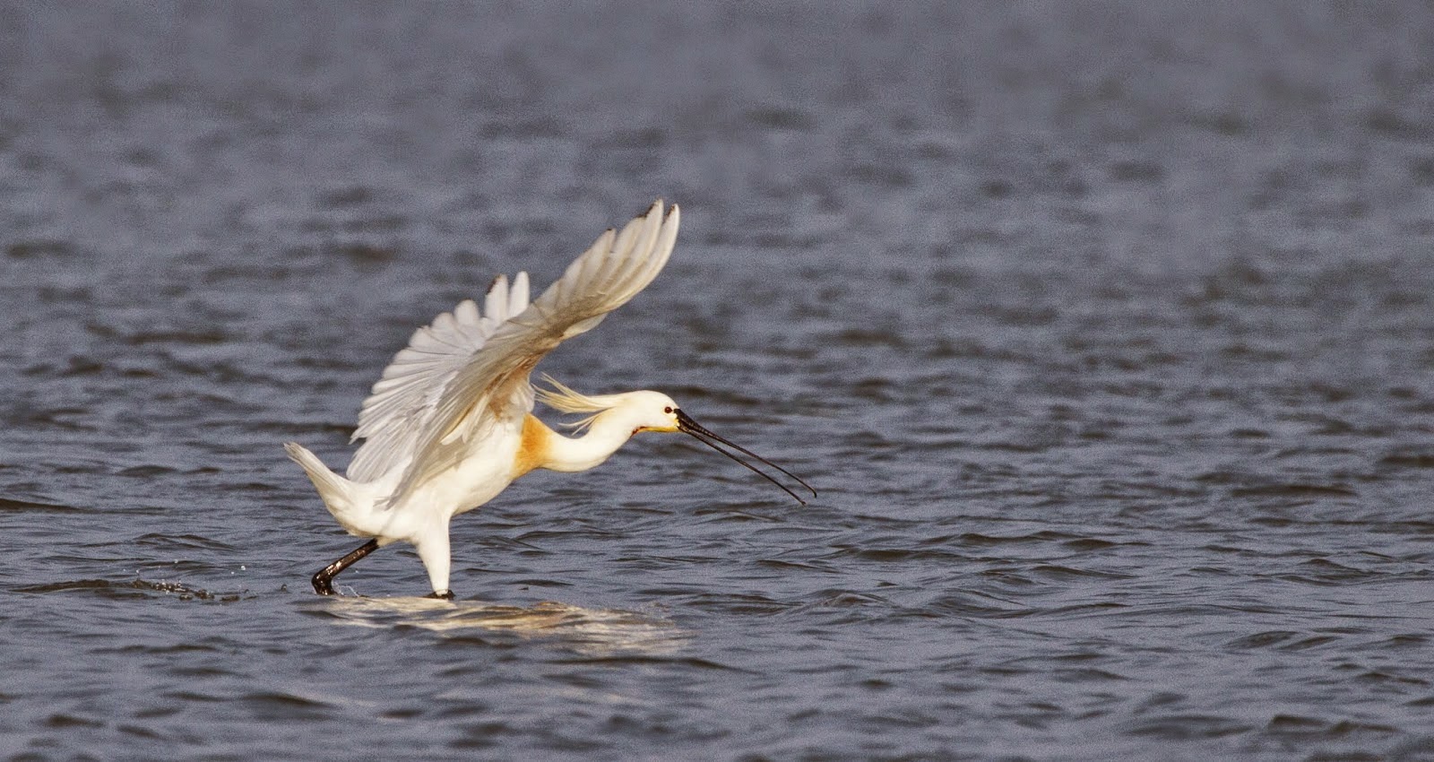 Safari Sri Lanka: Vankalai Bird Sancturay - Mannar Sri Lanka