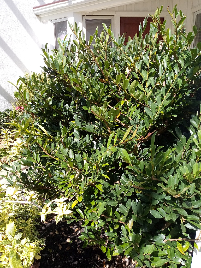 Future Plants by Randy Stewart: Isu Tree