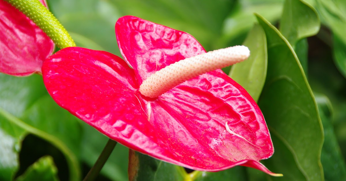 How to care your plants. Tips , tricks and knowledge !: Anthurium