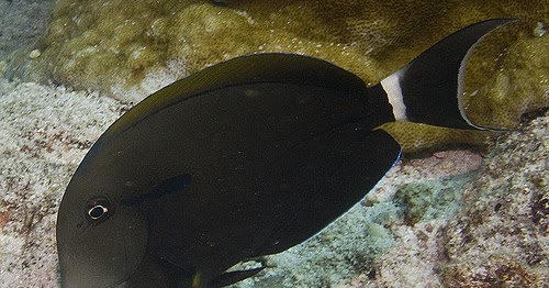 IKAN LAUT ASLI INDONESIA: Botana