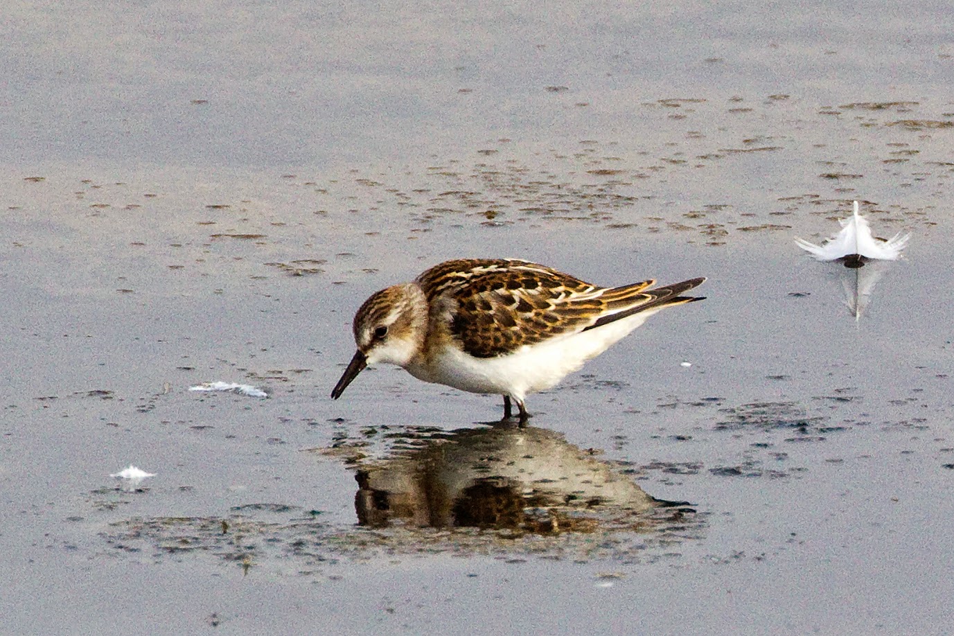 Martin's Sussex Birding Blog: Little Stint