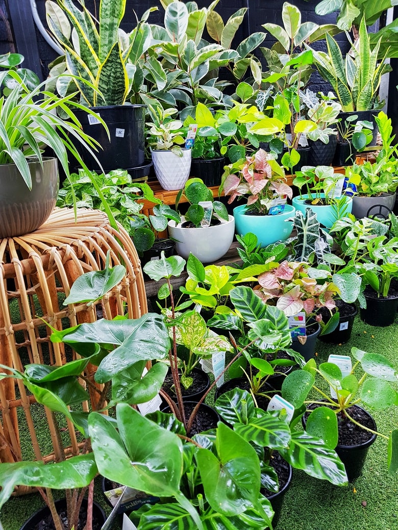 How to Achieve a Relax and ZEN Mind with Plants - For Urban Women ...