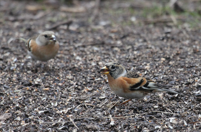 Wolvobirder's Nature Blog
