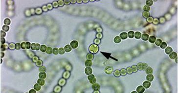 Heterocyst of Nostoc Structure and Function | Plant Science 4 U