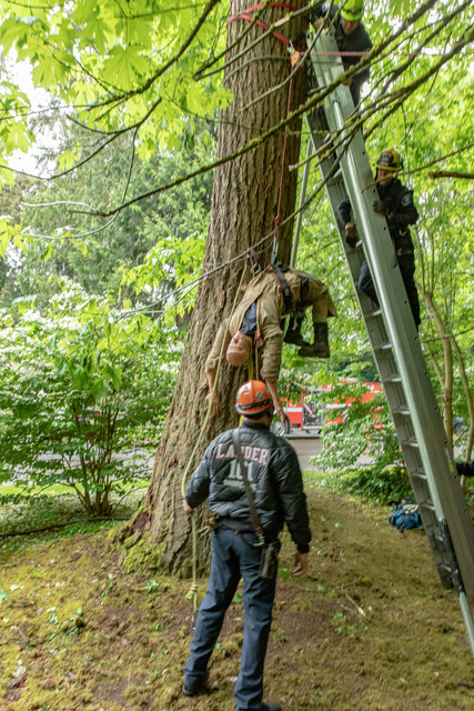 Shoreline Area News: Photos: Shoreline Fire tree rescue training