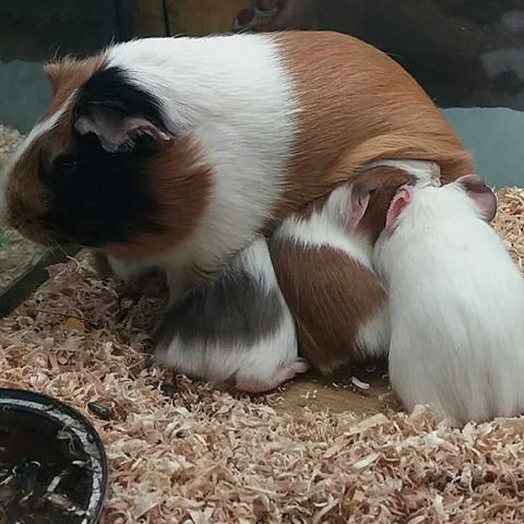 Zamorac kao kućni ljubimac je najpopularnija životinja za sve uzraste ...