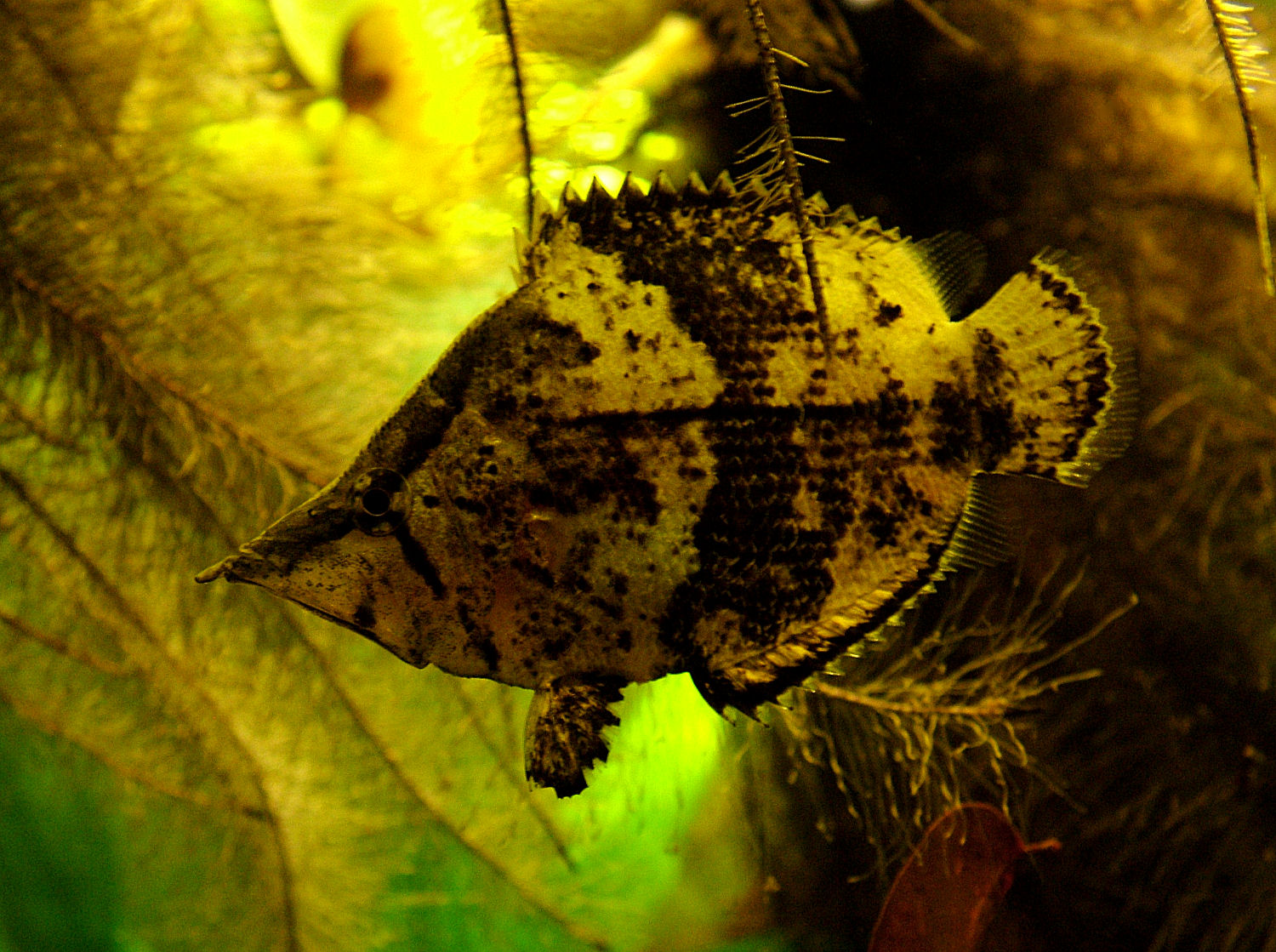 Ikan Daun dari Amazon | Tareqi Sensei