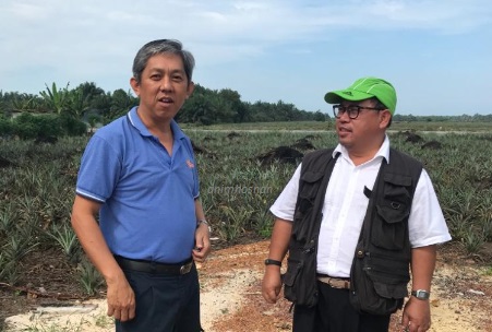 Anim Agro Technology: KEBUN NANAS GOLDENPINE - TINJAUAN