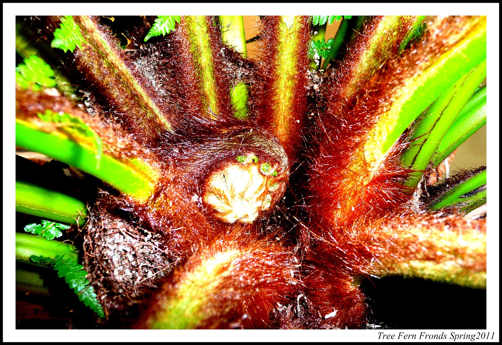 Fern Tree Fronds Edible | Queentulip