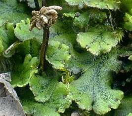 Marchantia : General Description of Structure and Reproduction Process