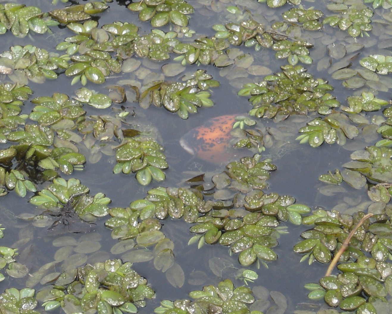 ll Procurando Animais ll: Carpa Chinesa ( Koi )