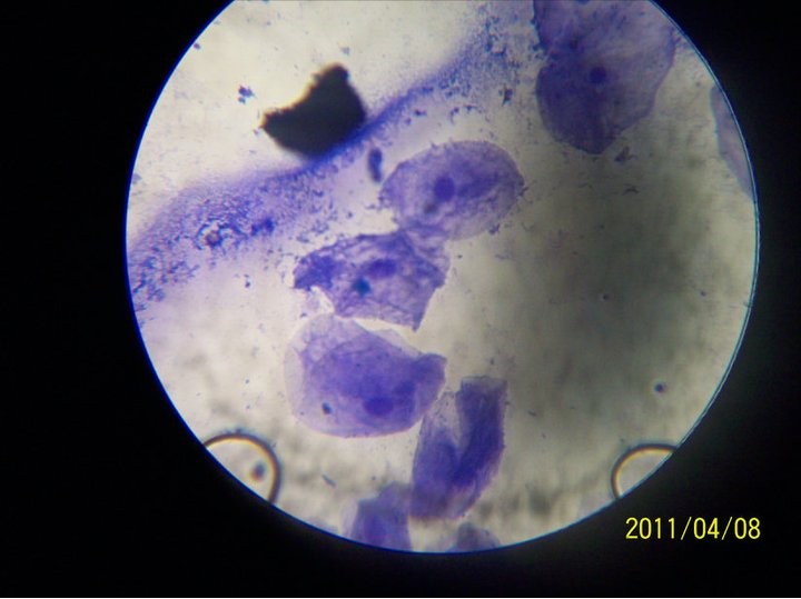 Biología Humana : Mika y Estefi.: Observación del epitelio bucal ...