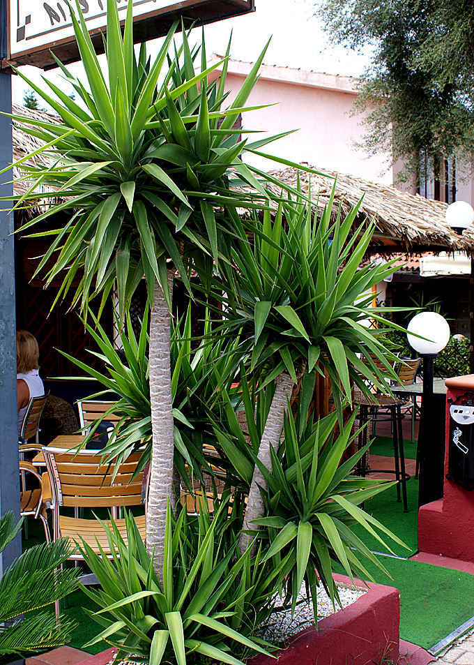 Hortus Italicus: Yucca filamentosa L. 1753