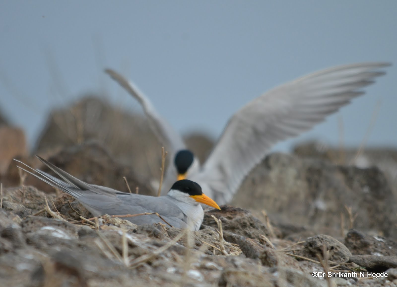 Dr.Shrikanth Hegde's Photography: River tern