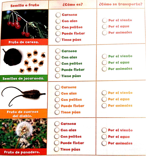 Burbuja Docentes en apuros: Dispersión de las semillas