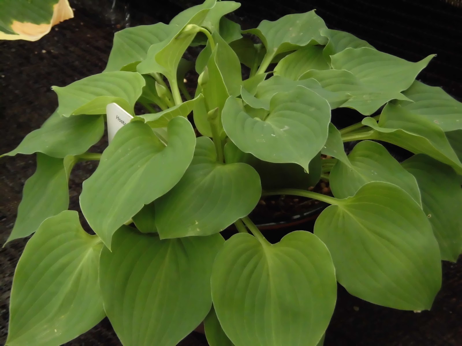 60歳で無職の優雅な日々: ギボウシ・ハッピー・ハーツ Hosta 'Happy Hearts'