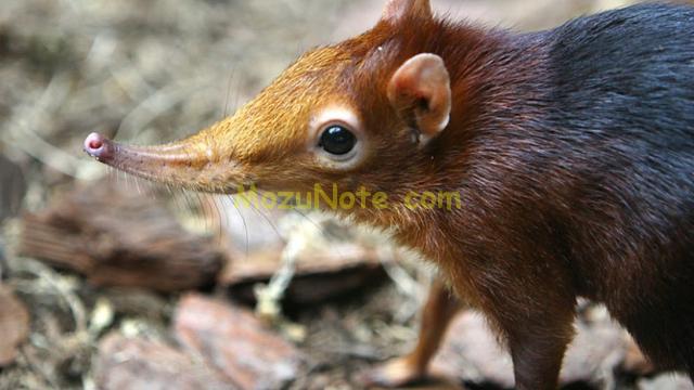 Cecurut Paling Langka Ditemukan kembali Setelah 50 Tahun - Mozu Note