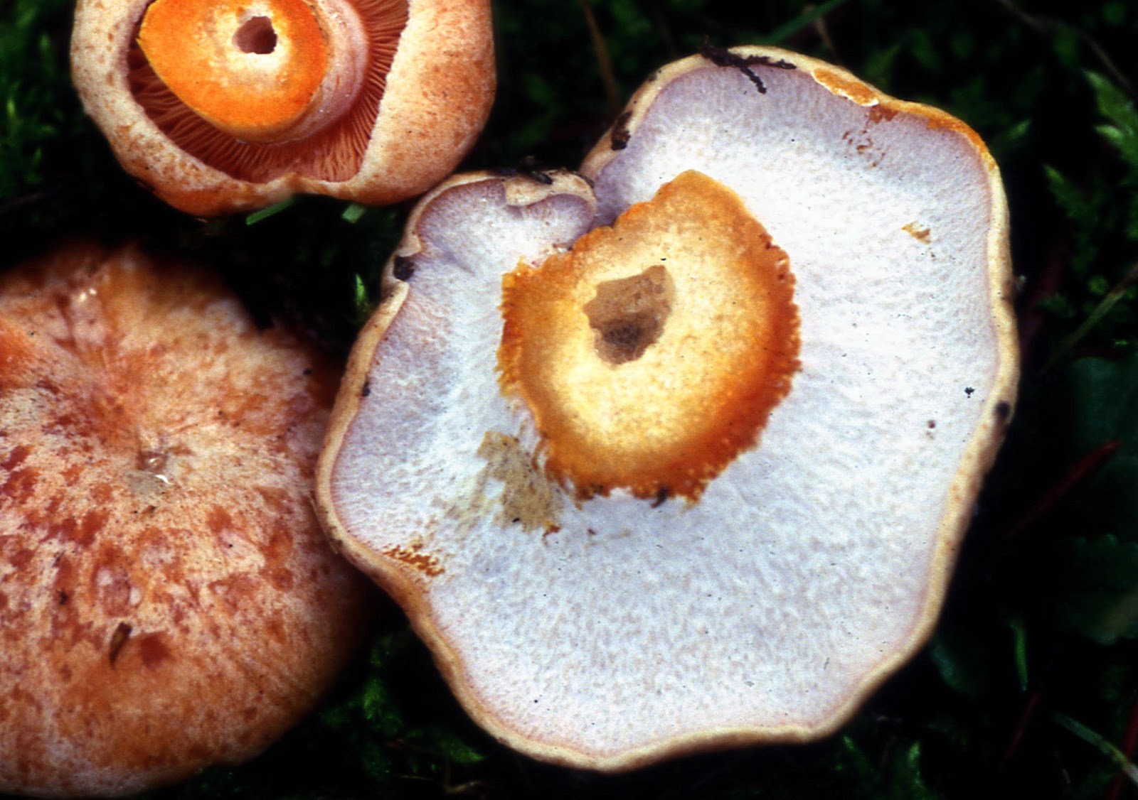 Setas Extremadura : Hypomyces Lateritius